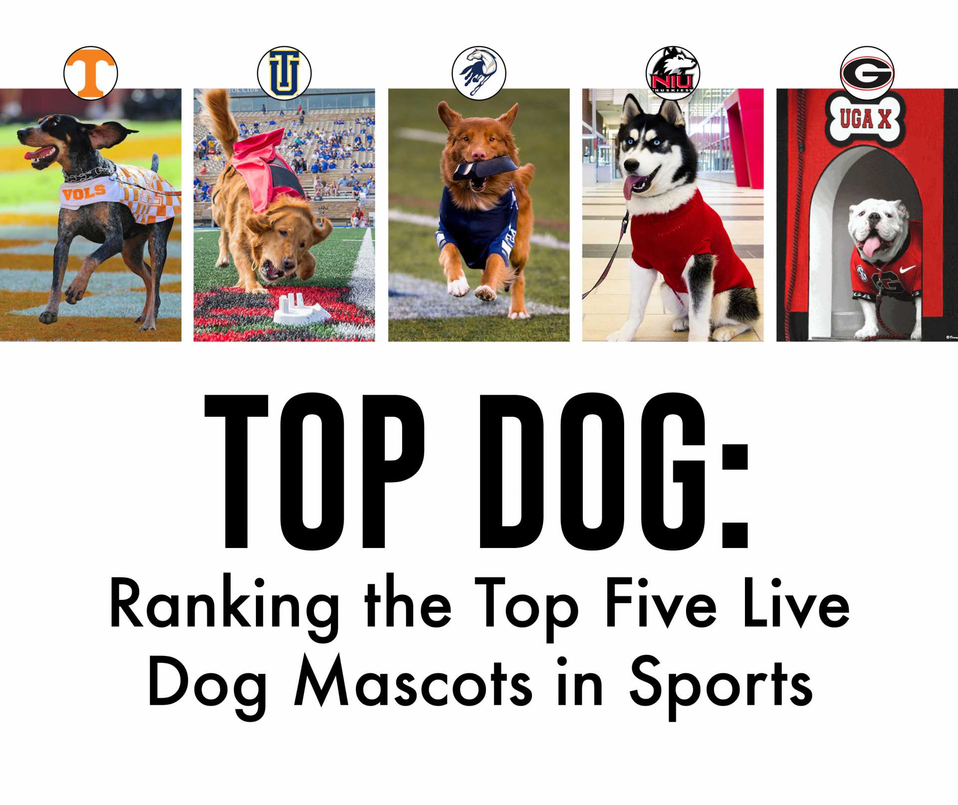 Top Dog: Ranking the Top 5 NCAA Live Dog Mascots - ITG Next